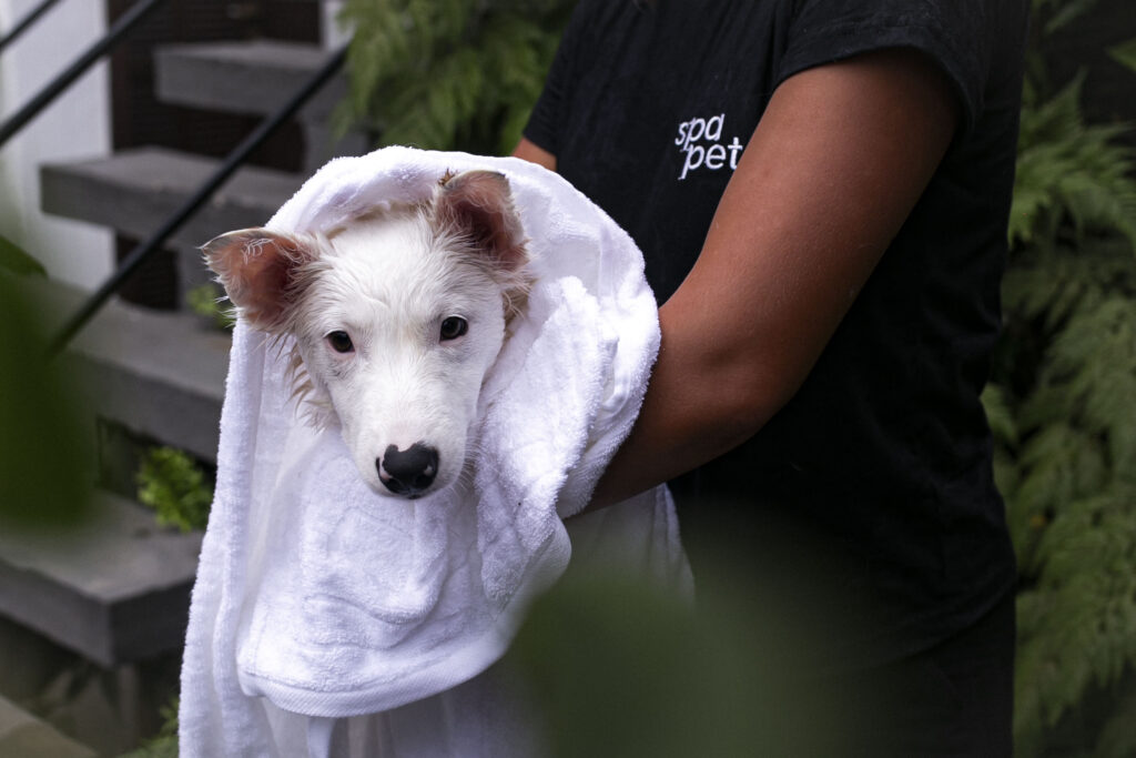 5 motivos para usar a Máscara Condicionante Spa Pet no seu pet - B2C Store Blog